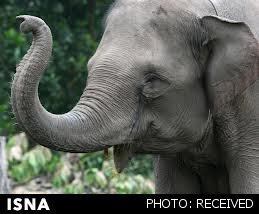 درباره فیل‌ها بیشتر بدانید - ایسنا