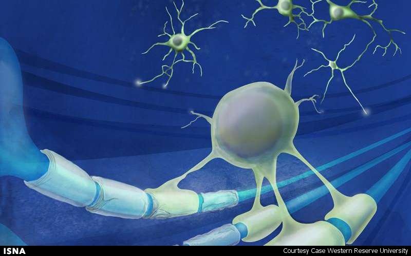 بررسی تمایز سلولهای بنیادی پرتوان به سلولهای عصبی و تغییر در کانال