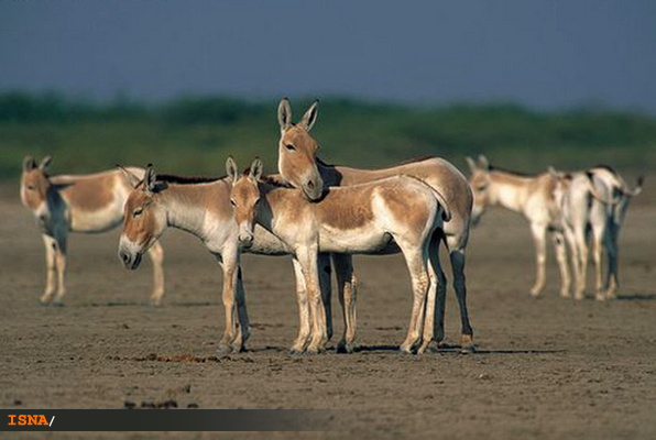 بیشترین جمعیت گورخر ایرانی در کجا زیست می‌کند؟ - ایسنا